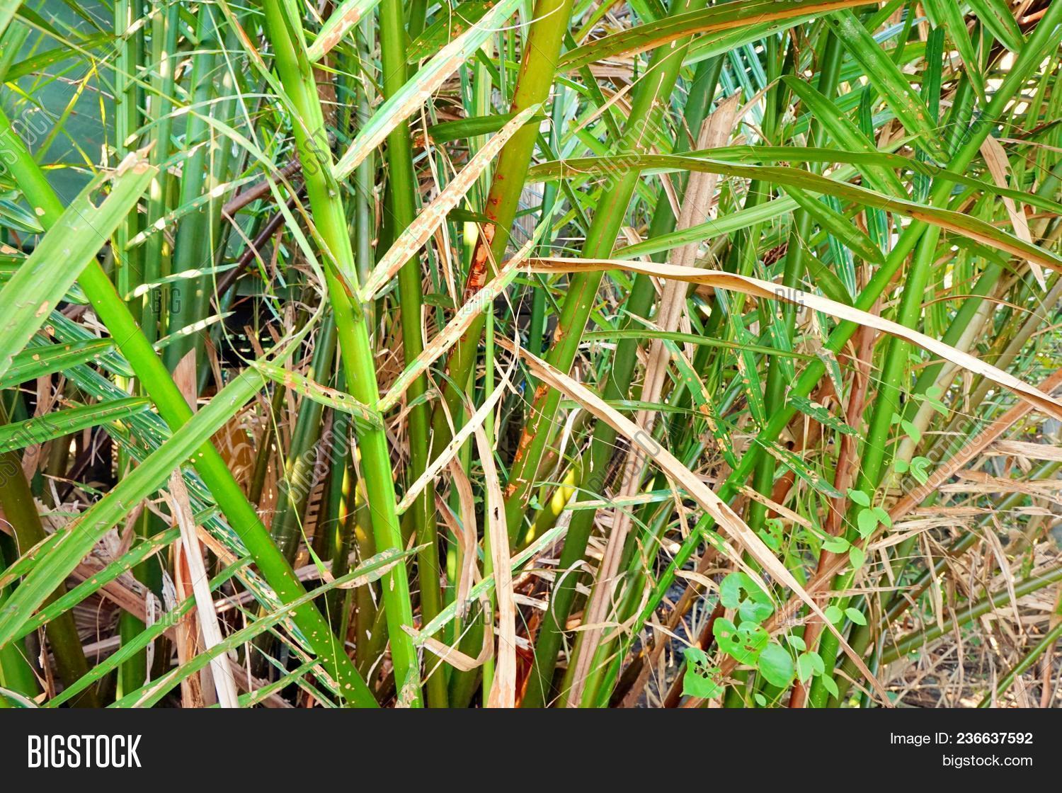Palm Leaves As A Background. Nature Wallpaper Concept.(nypa,atap Palm ...