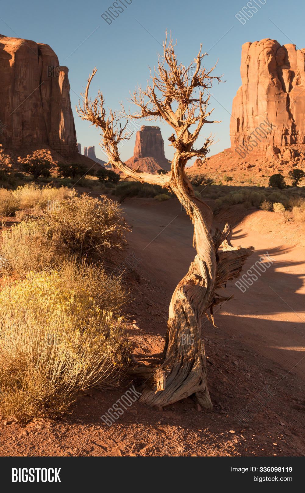 A Mesa Framed By A Naked Tree. A Curved And Naked Tree Framing One Of ...