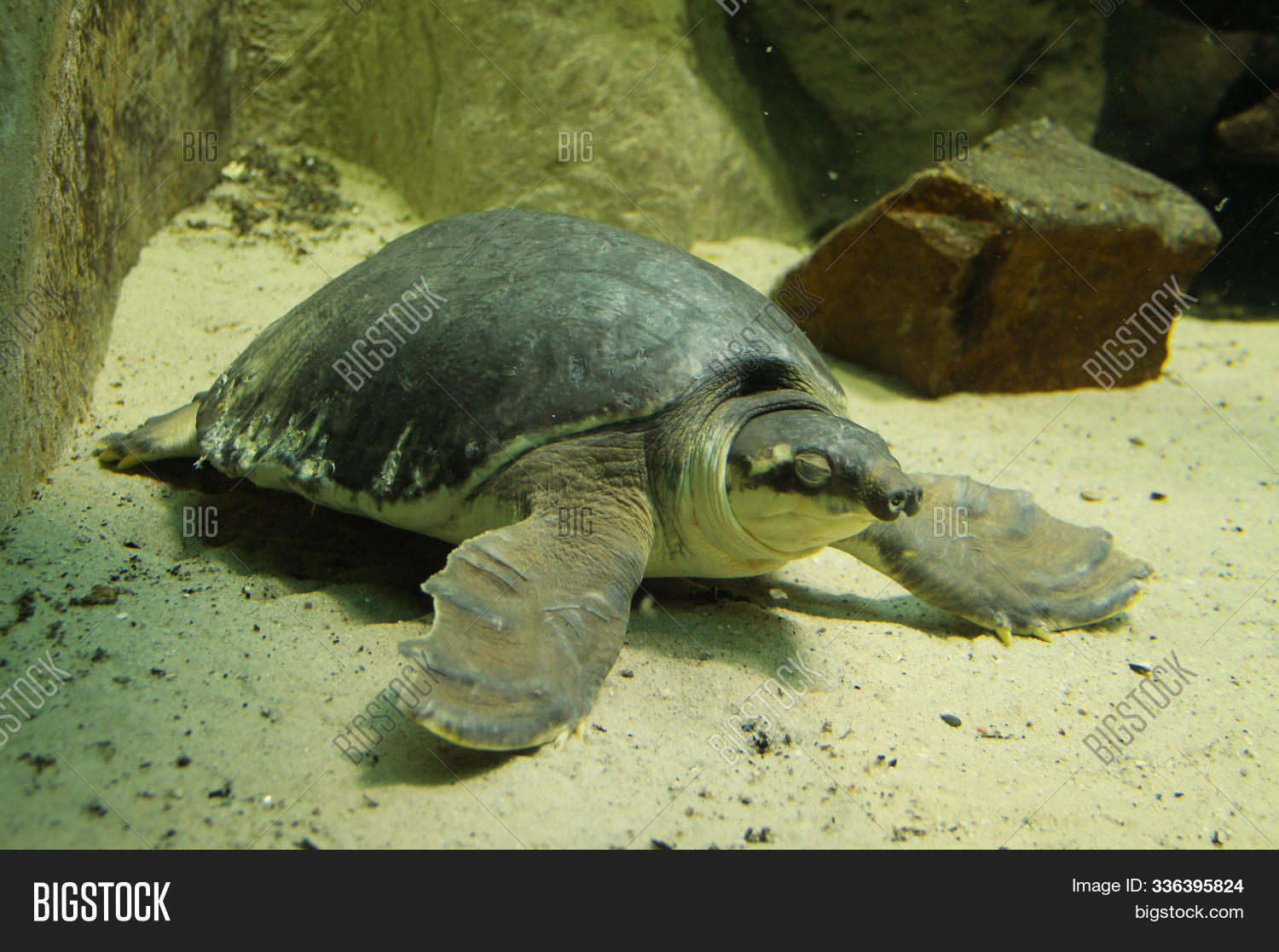 Pig-nosed Turtle (carettochelys Insculpta) Swimming Under Water image ...