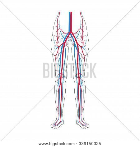 Vector Isolated Illustration Of Human Arterial And Venous Circulatory ...