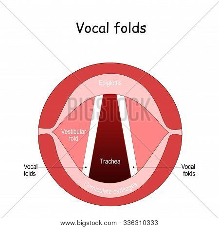 Vocal Folds. The Human Voice. The Vocal Cords Open To Let Air Pass ...