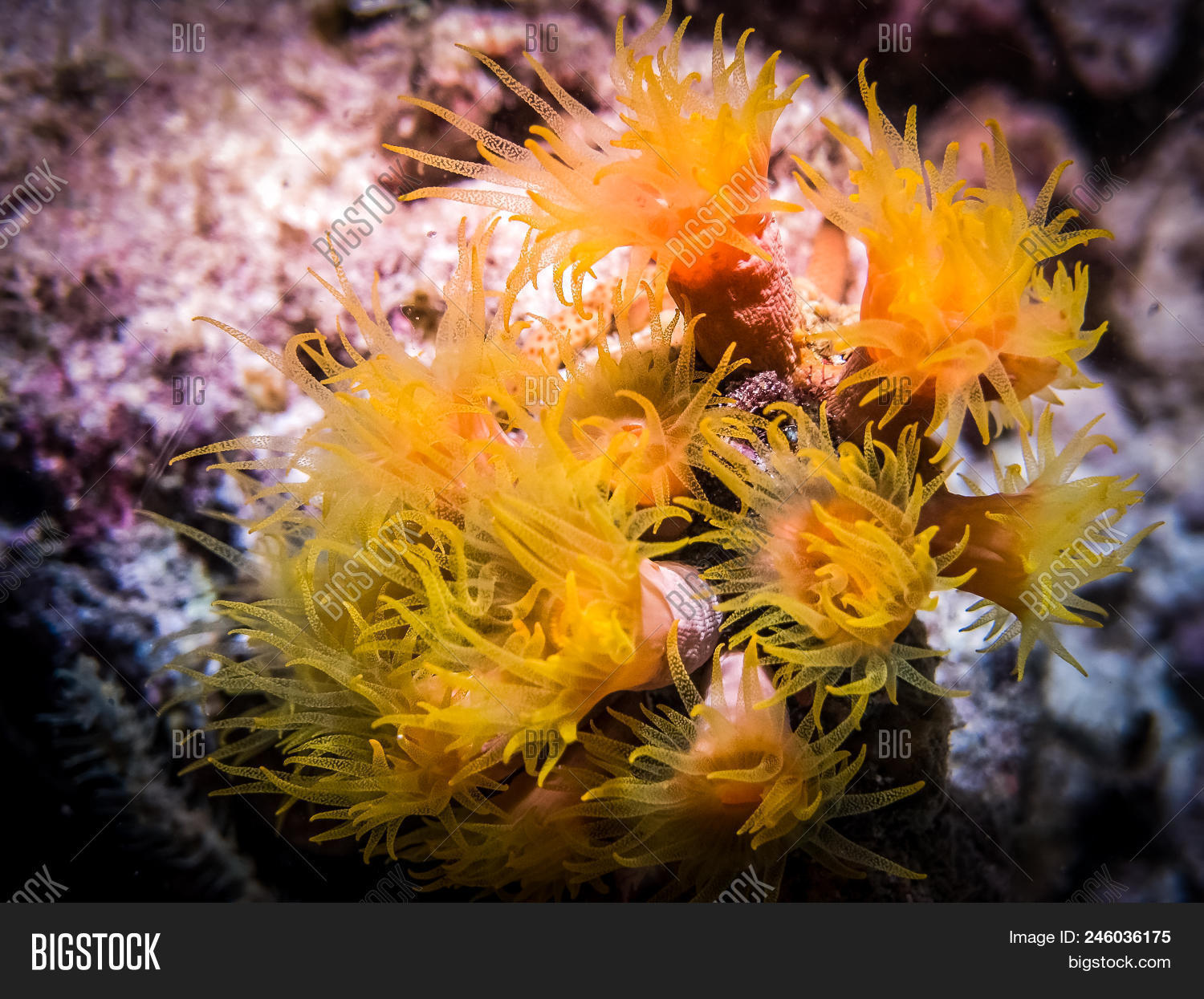 Coral Polyp Actinia Tubastraea Sea Anemones Are A Group Of Marine ...