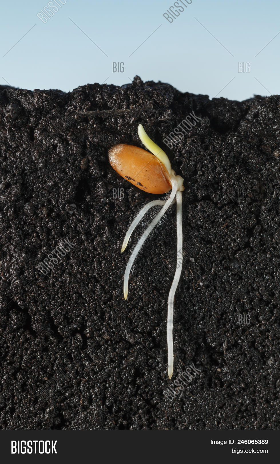 Grain Germination image & stock photo. 246065389
