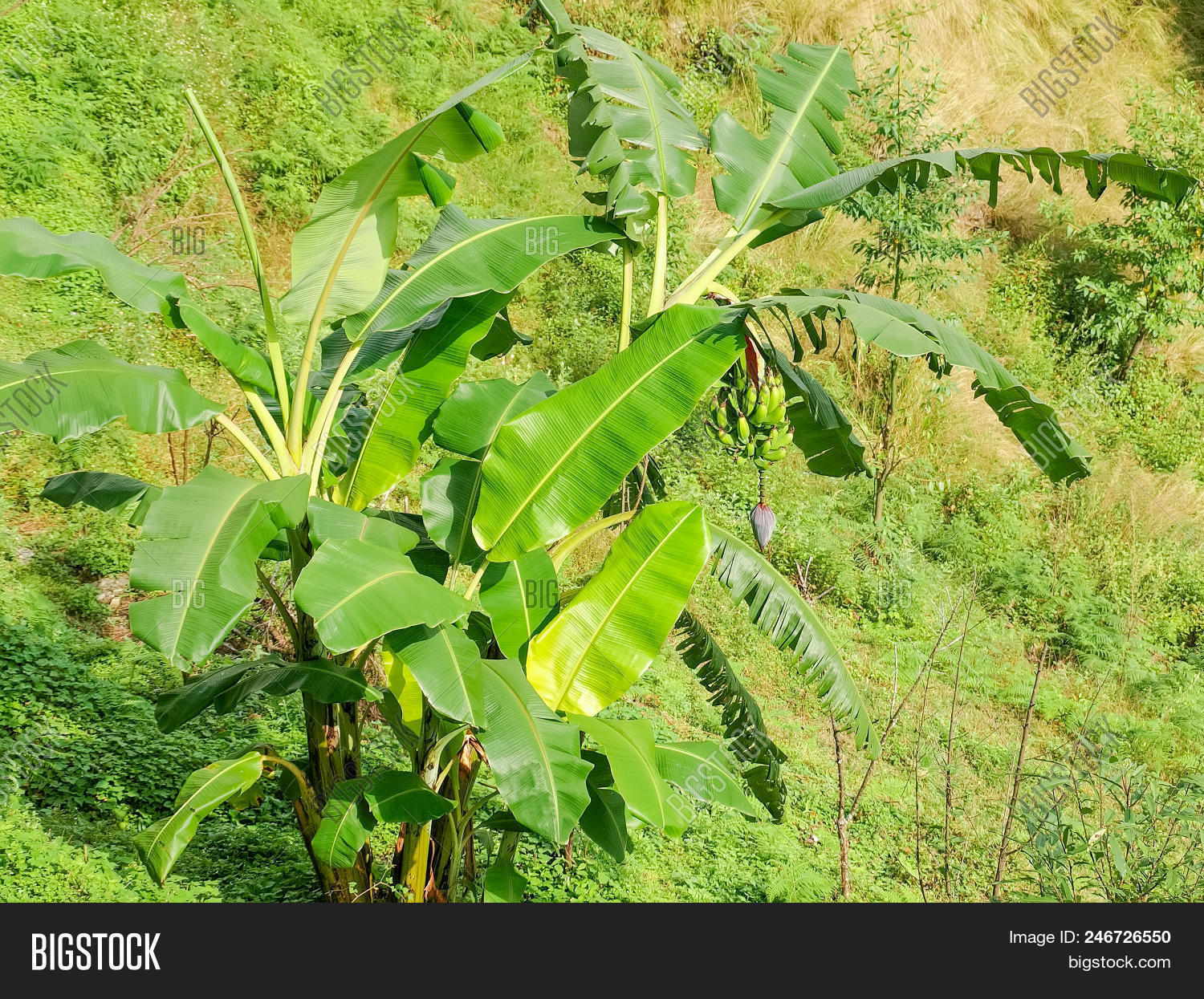Wild Banana Plant With Fruits Growing On A Mountain Slope In Nepal ...
