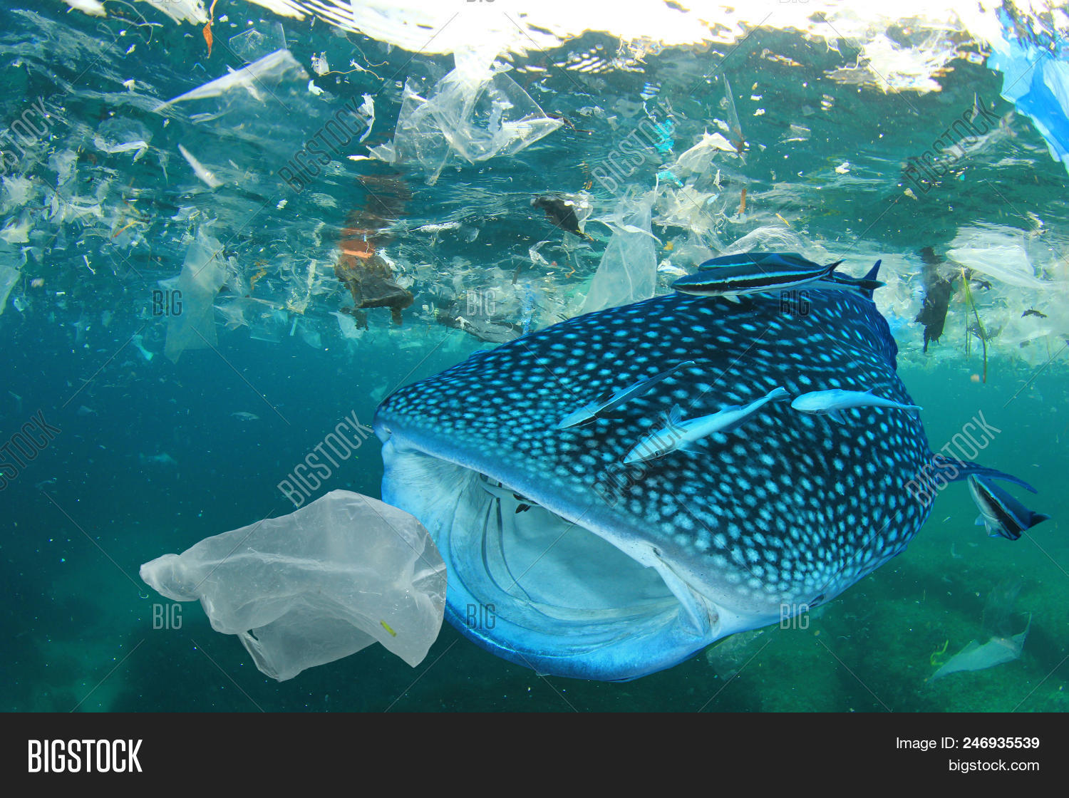 Plastic ocean pollution. Whale Shark filter feeds in polluted ocean ...