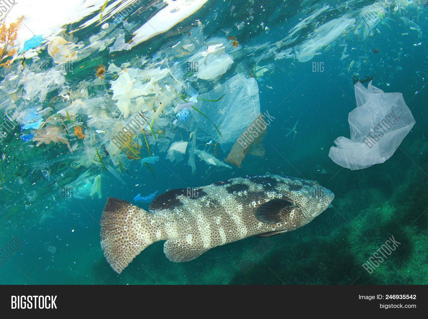 Fish and plastic pollution in sea. Microplastics contaminate seafood ...