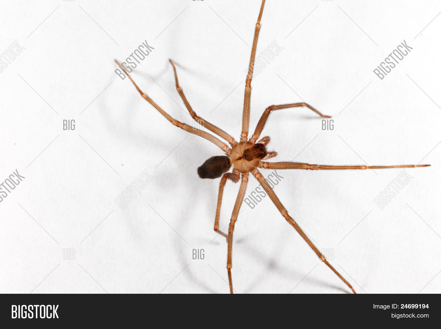 Brown Recluse Spider(Loxosceles reclusa) image & stock photo. 24699194