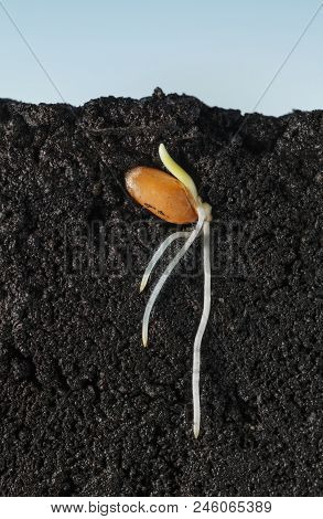 Grain Germination image & stock photo. 246065389