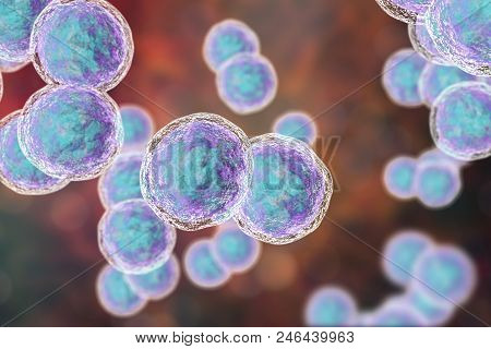 Moraxella Catarrhalis Bacteria, 3d Illustration. Gram-negative Aerobic ...
