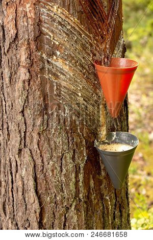 Collecting Pine Resin In The Cones. Close Up. Preparation Of Oleoresin ...