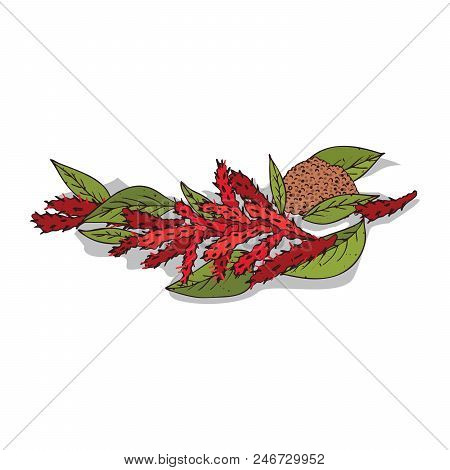 Isolated Clipart Of Plant Amaranth On White Background. Botanical ...