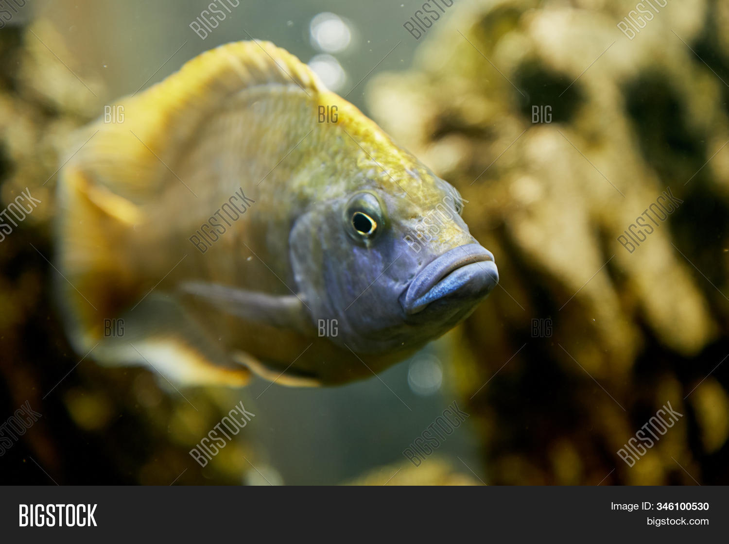 Underwater image of tropical fish. Tropical cichlids in aquarium. image ...