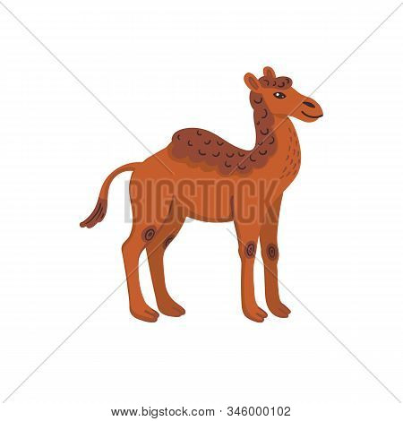 Extinct Animals. Camelops, Western Camel. Prehistoric Extinct American ...