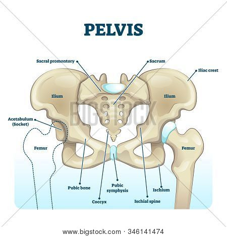 Pelvis Anatomical Skeleton Structure. Labeled Vector Illustration ...
