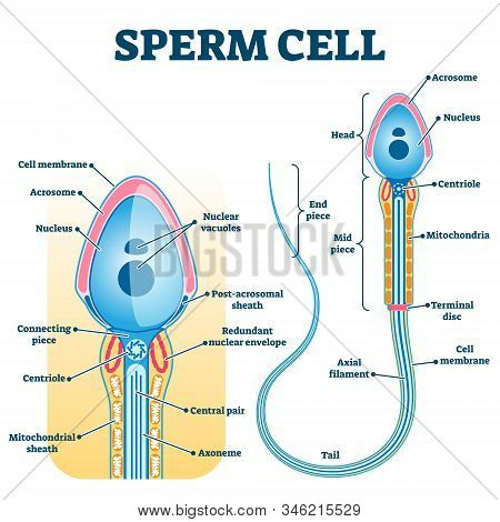 Sperm Cell Anatomy, Education Fertility Diagram, Vector Illustration ...
