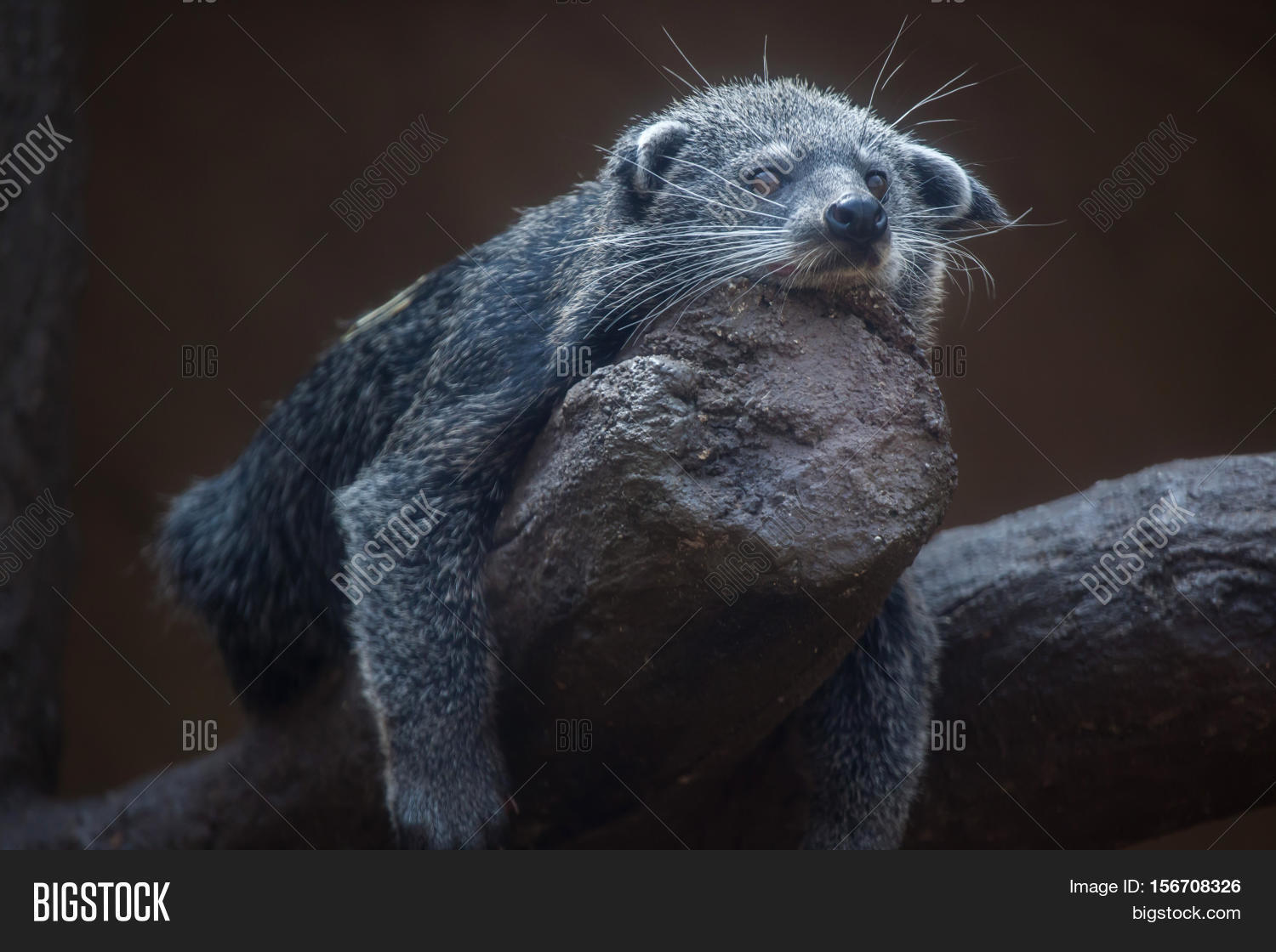 Binturong (Arctictis binturong), also known as the bearcat. Wildlife ...