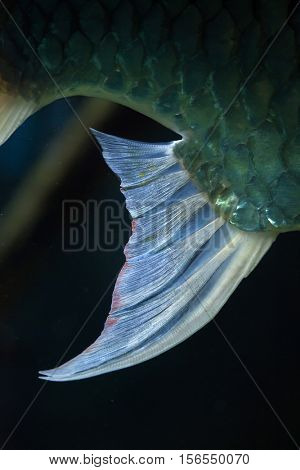 Fin of the Java barb (Barbonymus gonionotus), also known as the silver ...