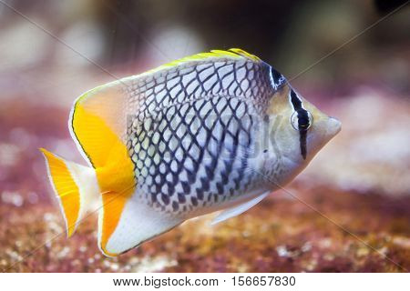 Pearlscale butterflyfish (Chaetodon xanthurus), also known as the ...
