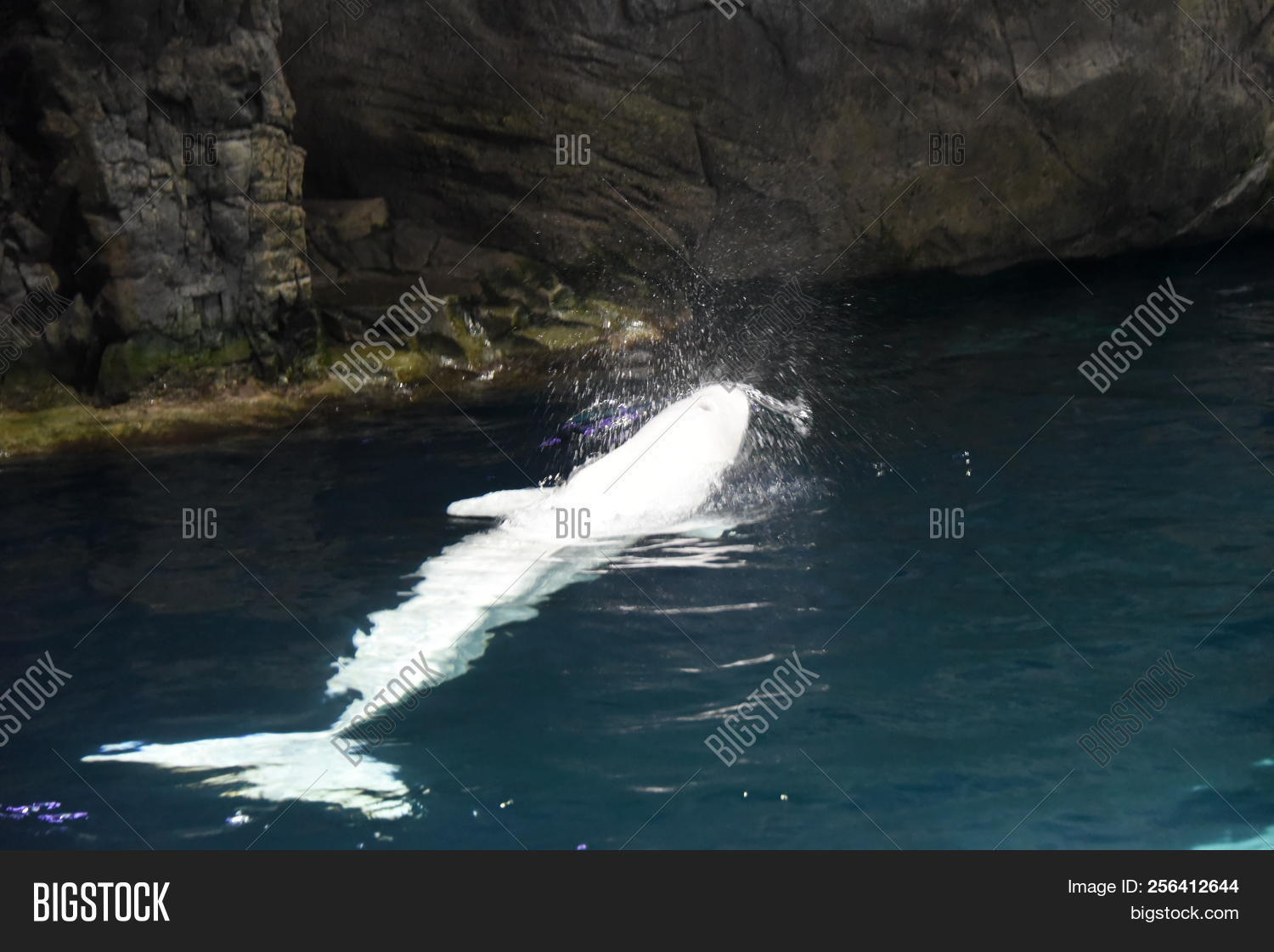Beluga Whale Shooting Water Out Of Its Blowhole, White, Delphinapterus ...