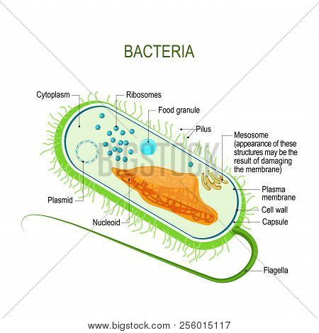 Structure Of A Bacterial Cell. Anatomy Of The Prokaryote. Unicellular ...