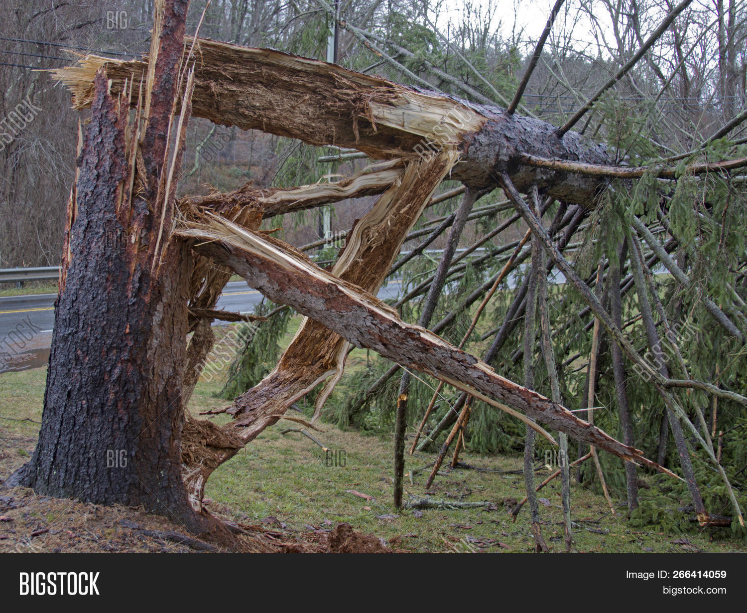 A Tall Pine Tree With Its Trunk Splintered And Snapped In Half By A ...