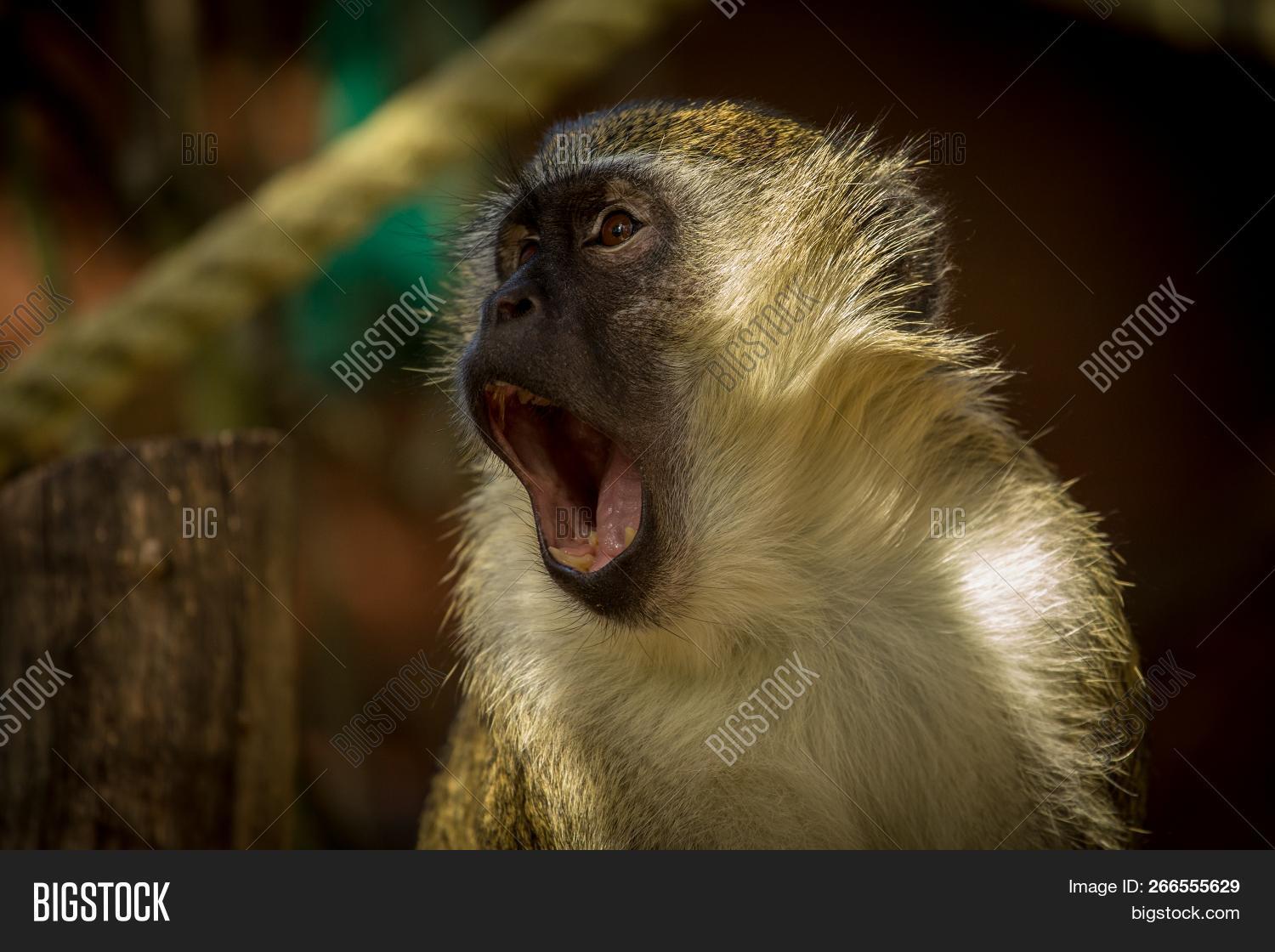 Green Monkey (chlorocebus Sabaeus) With A Colorful Background. A Green ...