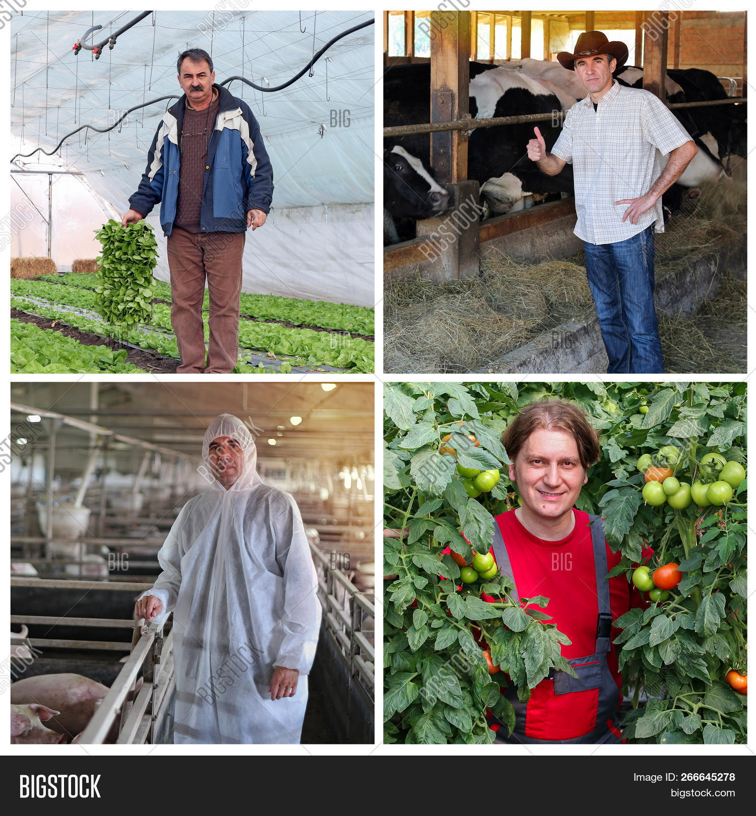 Farmer Portraits Collage. Collage Of Farmer Portraits Images: Pig ...