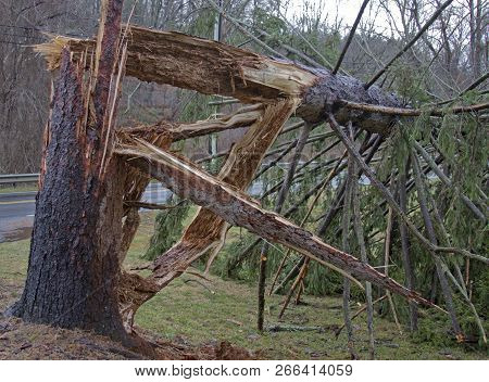 A Tall Pine Tree With Its Trunk Splintered And Snapped In Half By A ...