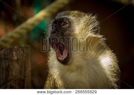 Green Monkey (chlorocebus Sabaeus) With A Colorful Background. A Green ...