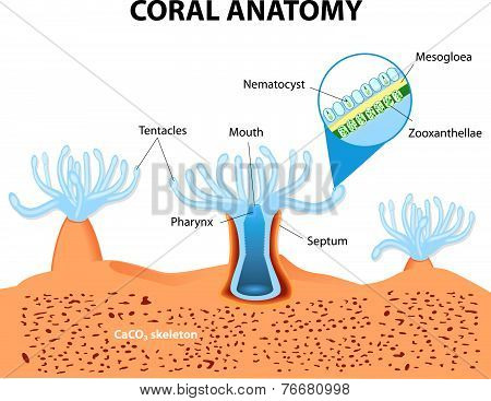 Coral Anatomy. Vector diagram image & stock photo. 76680998