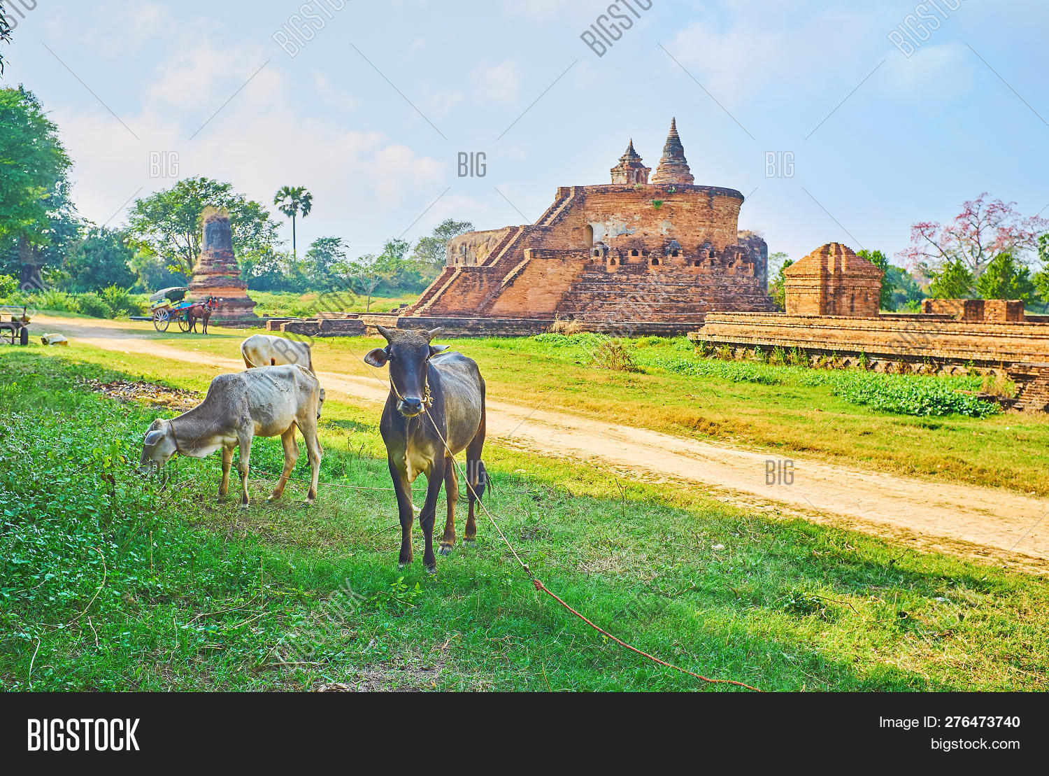 The Stunning Ancient Buddhist Temples Of Ava With Grazing Zebu Cows And ...