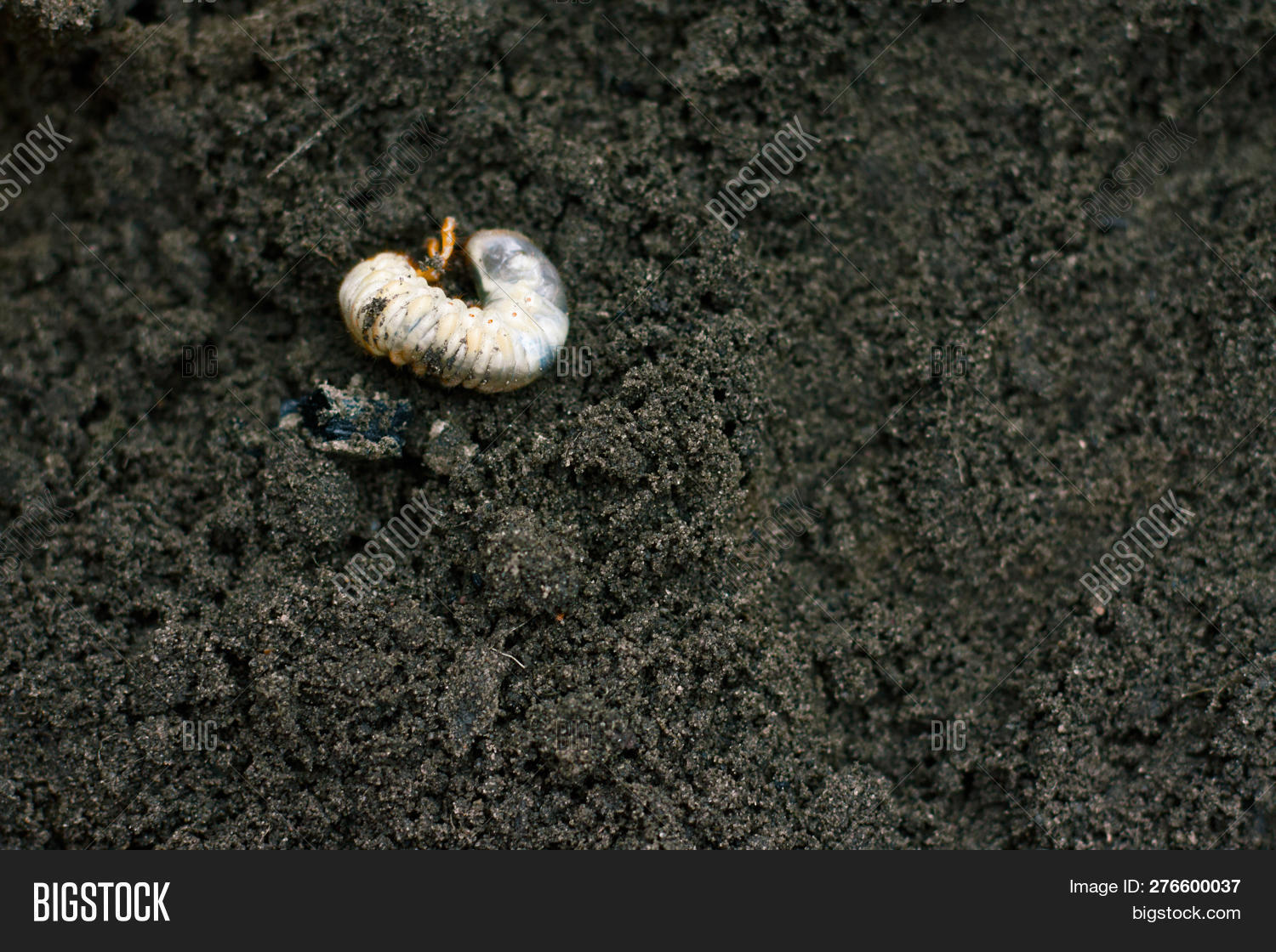 Larva. Vile Disgusting Maggot. Image Of Grub Worms. Beetle Larvae ...