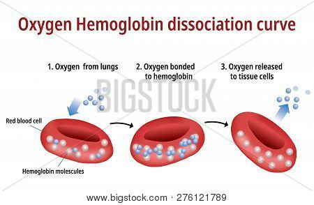 Oxygen Hemoglobin Dissociation Curve - Vector Illustration image ...