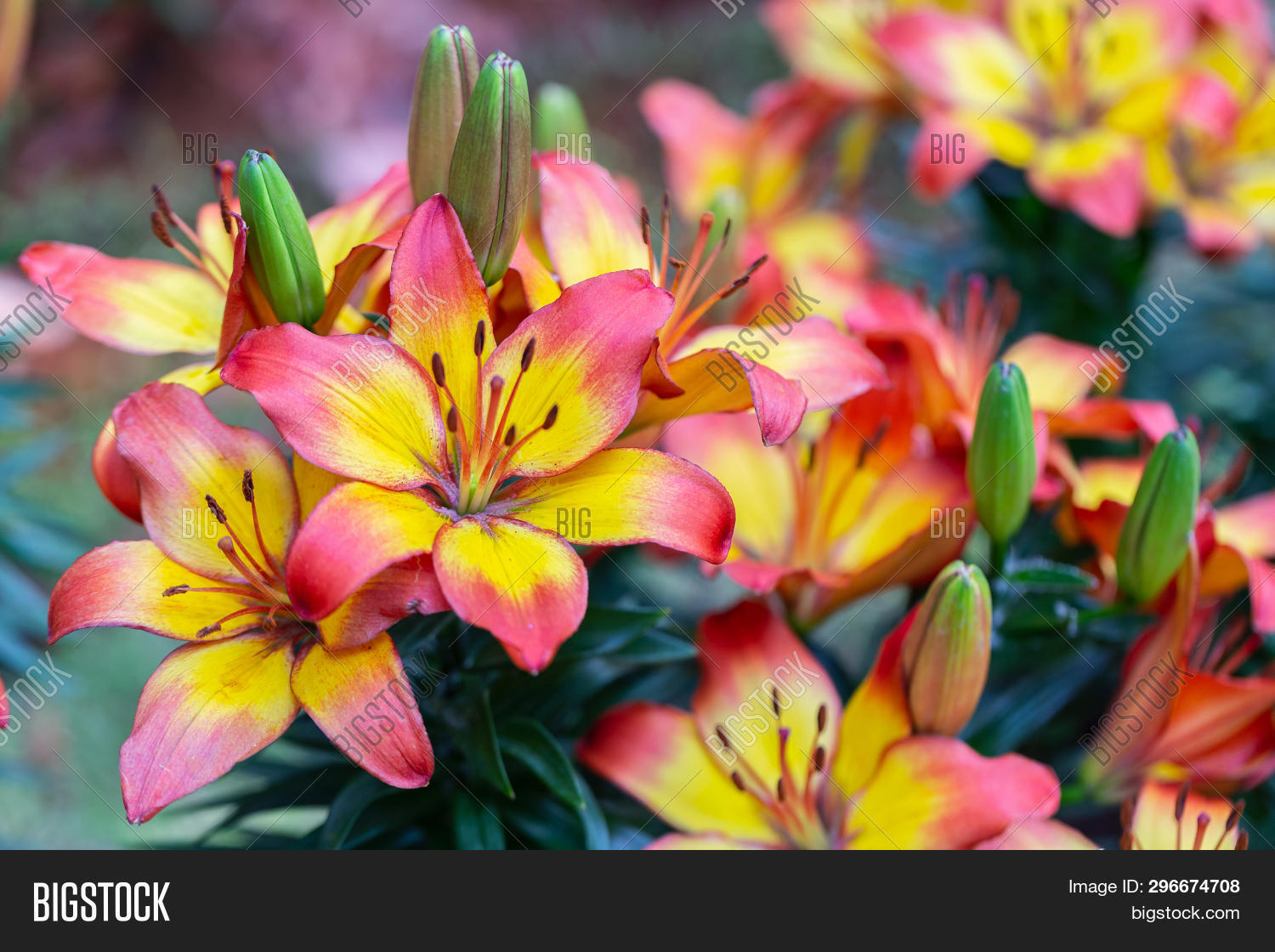 Orange Yellow Lily Flower. Beautiful Lily Flower In Lily Flower Garden ...