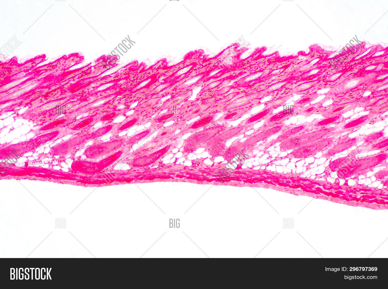 Cross Section Human Skin Tissue Under Microscope View For Physiology ...