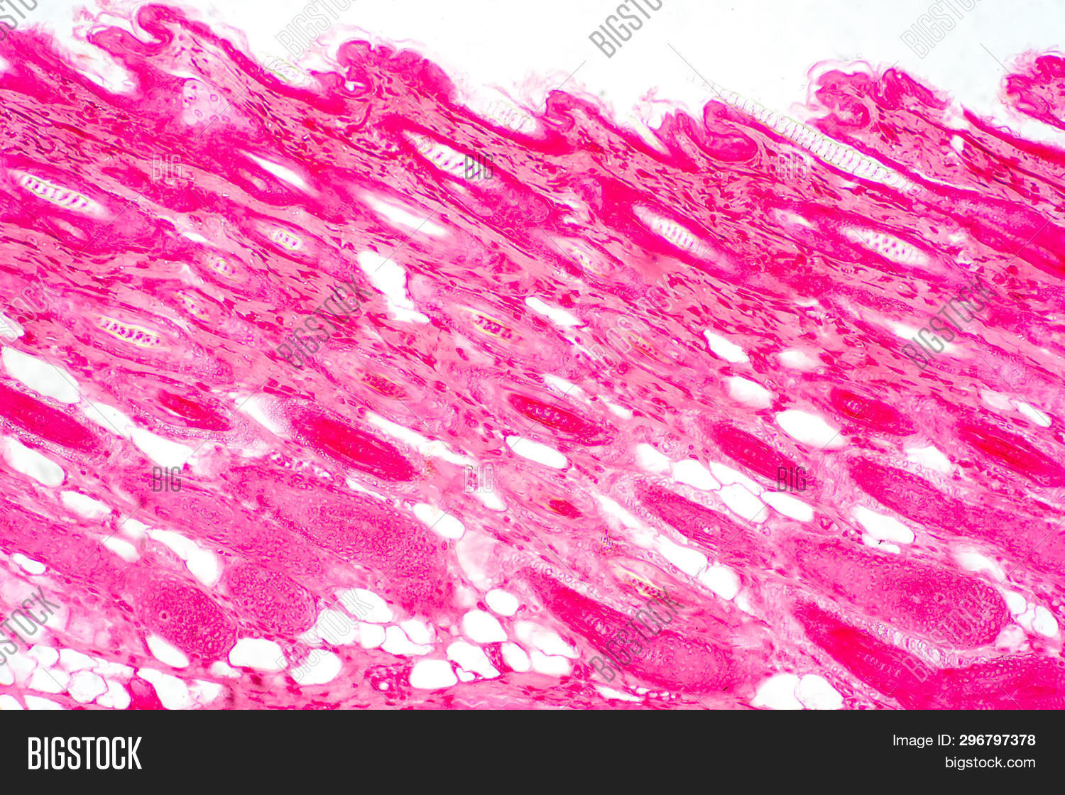 Cross Section Human Skin Tissue Under Microscope View For Physiology ...