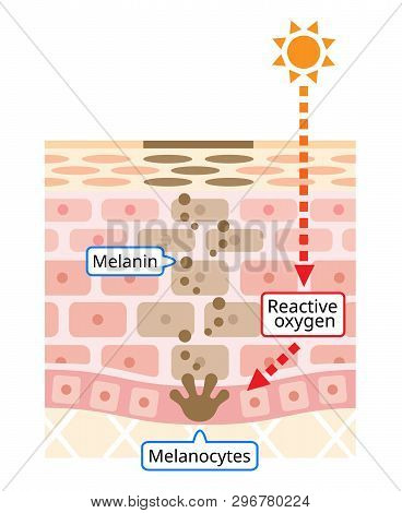 Mechanism Of Skin Cell Turnover Illustration. Melanin And Melanocytes ...