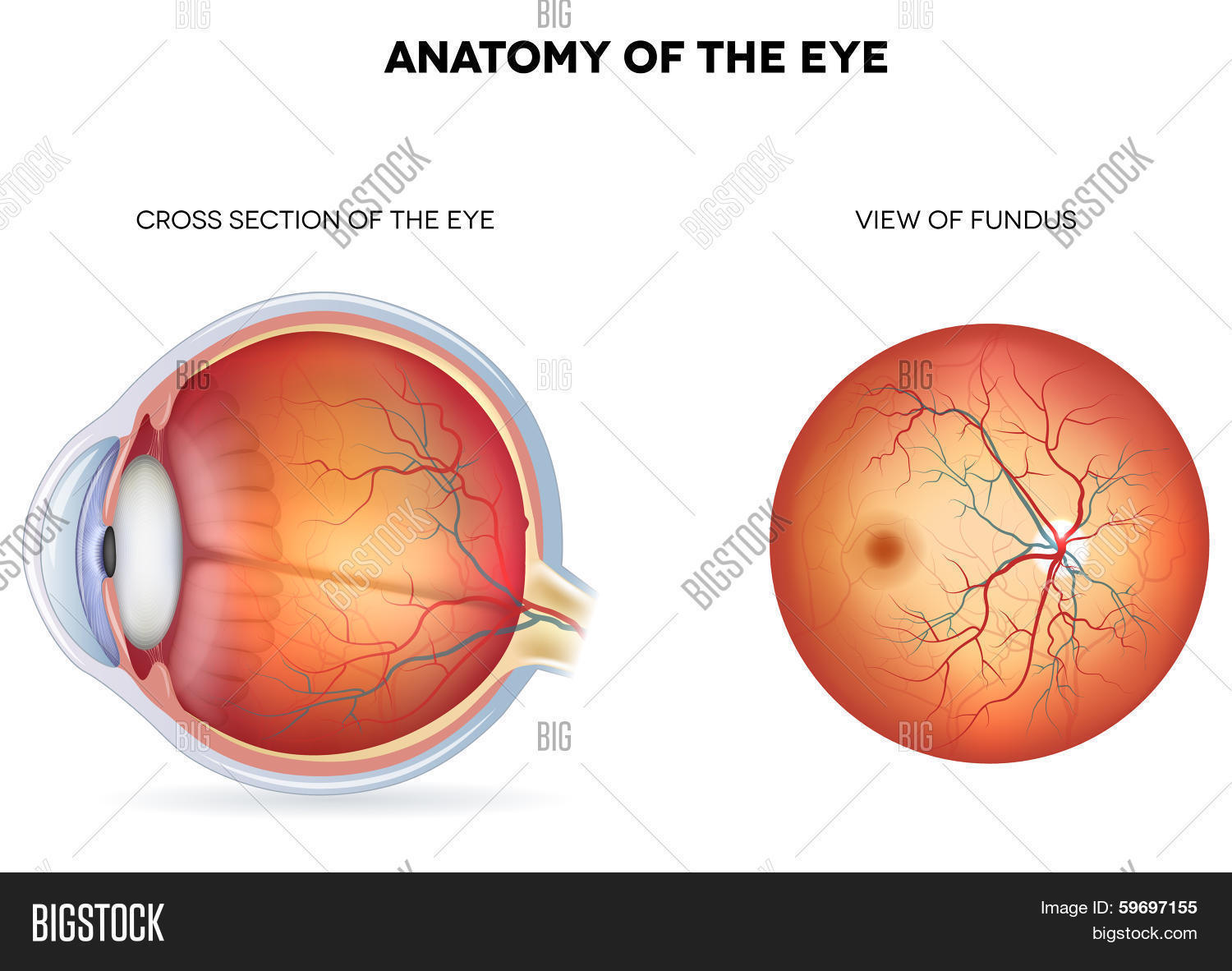 Anatomy Of The Eye, Cross Section And View Of Fundus image & stock ...