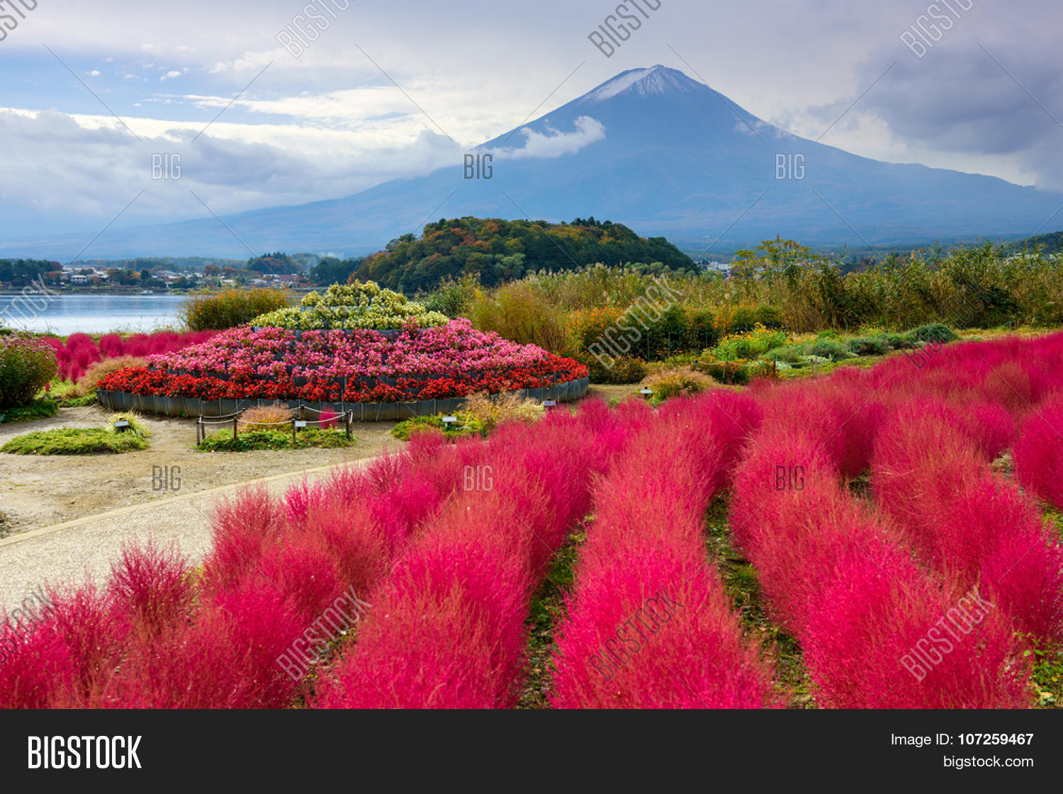 Fuji Mountain, Japan with kokia bushes at Oishi Park. image & stock ...