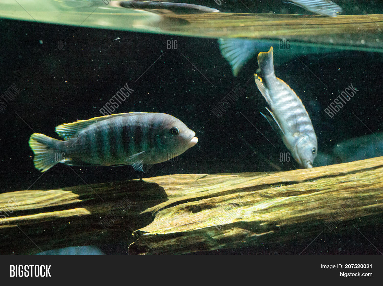 African Cichlids Cichlidae Swim In Freshwater Rivers In Africa image ...