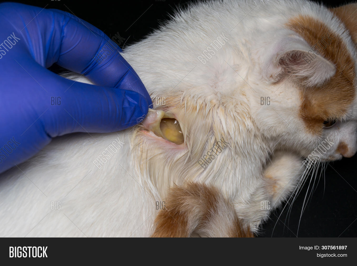 Large Wound On The Skin Of A Cat After Antibiotic Treatment ...