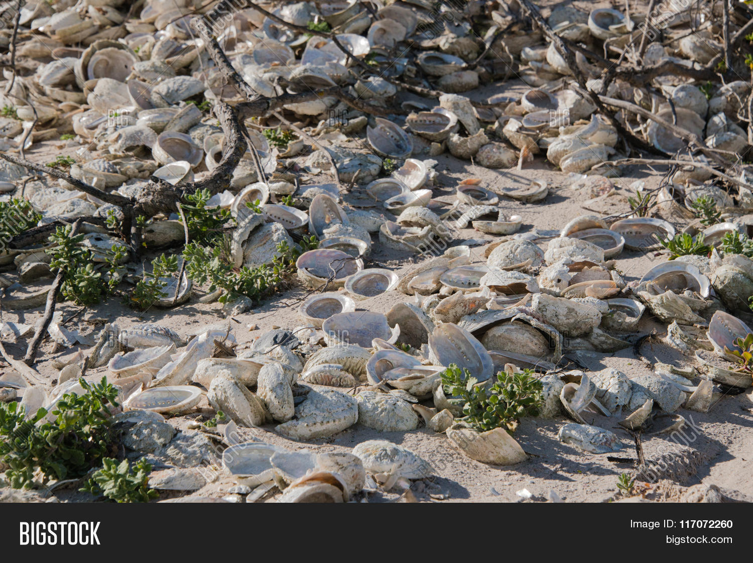 Shell midden on a beach in South Africa image & stock photo. 117072260