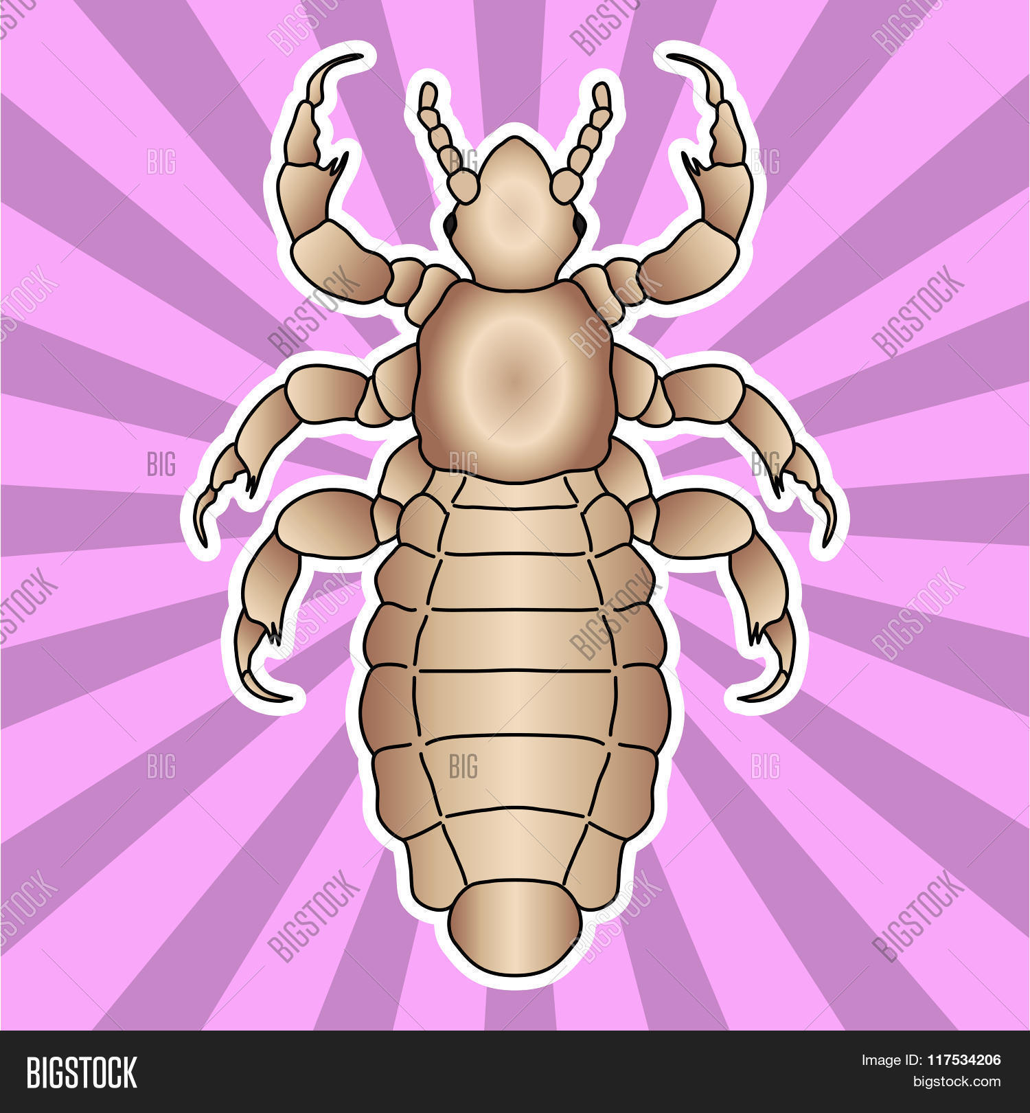 Insect anatomy. Sticker head human louse. Pediculus humanus capitis ...