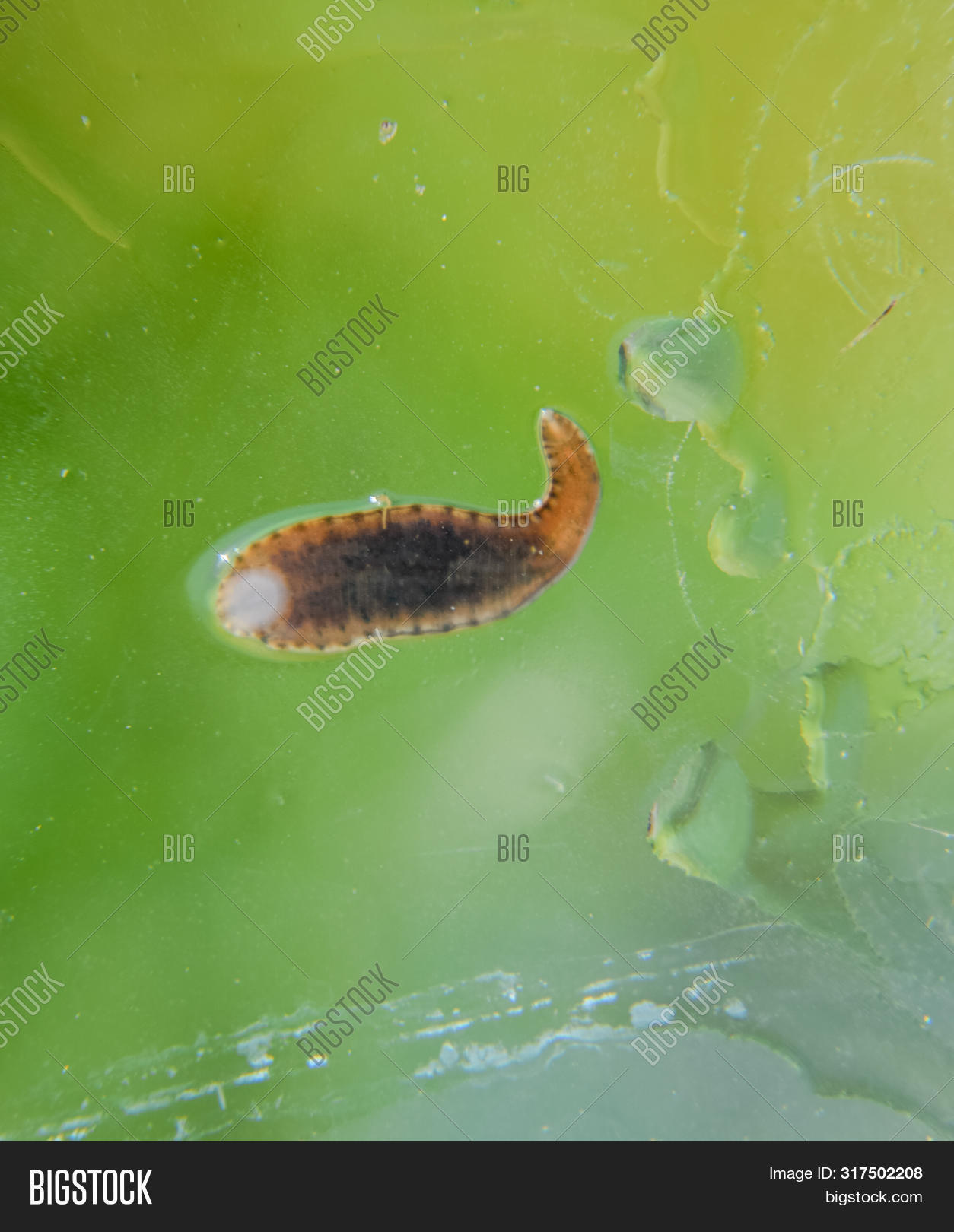 Leech On The Glass. Bloodsucking Animal. Subclass Of Ringworms From The ...