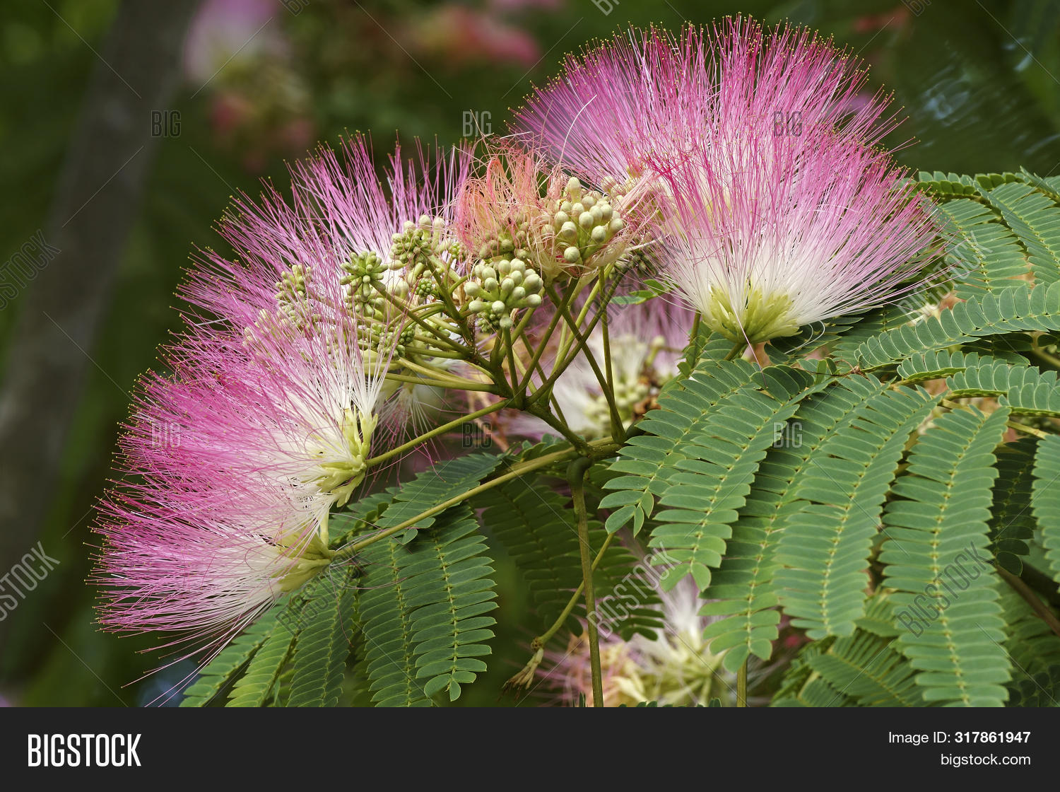 Silktree (albizia Julibrissin). Known As Mimosa, Persian Acacia ...
