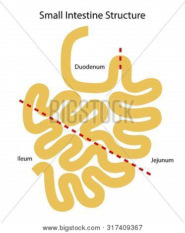 Human Internal Organs: Small Intestine Structure - Ileum, Jejunum ...