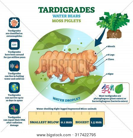 Tardigrades Water Bears Vector Illustration. Labeled Described Moss ...