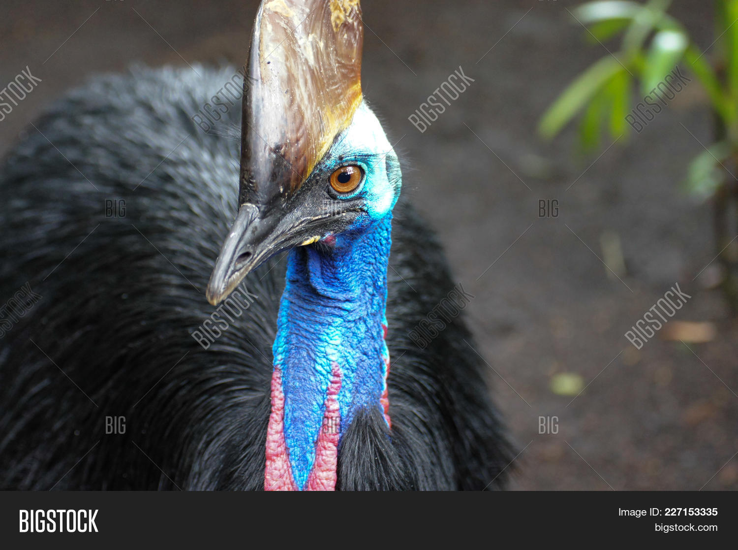 Southern Cassowary, Casuarius Casuarius, Also Known As Double-wattled ...