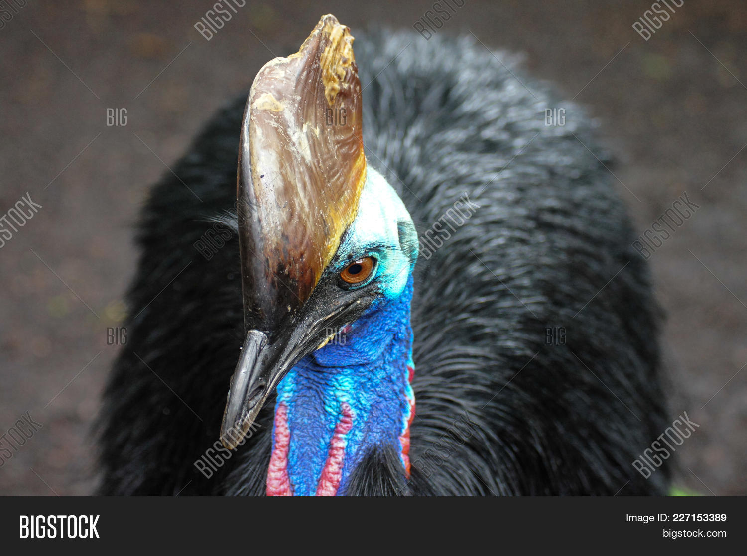 Southern Cassowary, Casuarius Casuarius, Also Known As Double-wattled ...