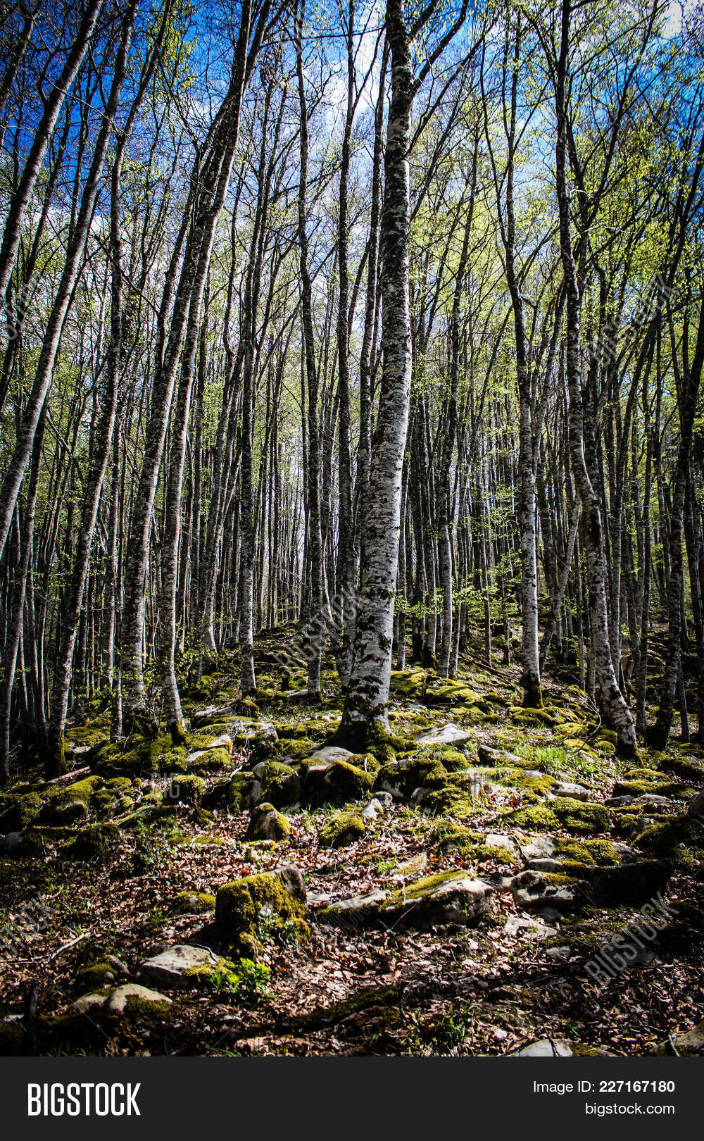 Selva De Irati (irati´s Jungle) Is One Of The Largest Beech Forest In ...